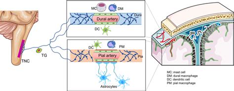 Csd Activates Trigeminal Nociceptors Around Pial And Dural Vessels As