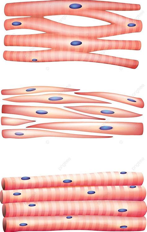 Types Of Muscles Elastic Mesoderm Multipotent Vector Elastic Mesoderm