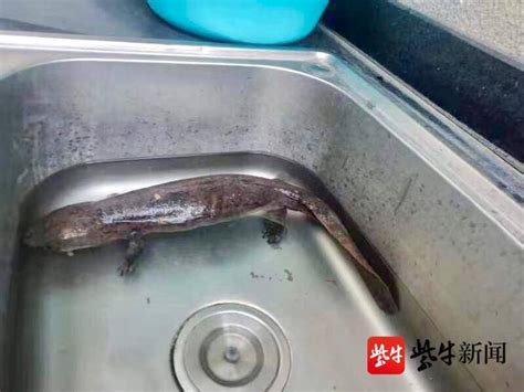 男子河边钓鱼水里爬上一条鱼长半米四个爪子大尾巴 娃娃鱼 开发区 保护