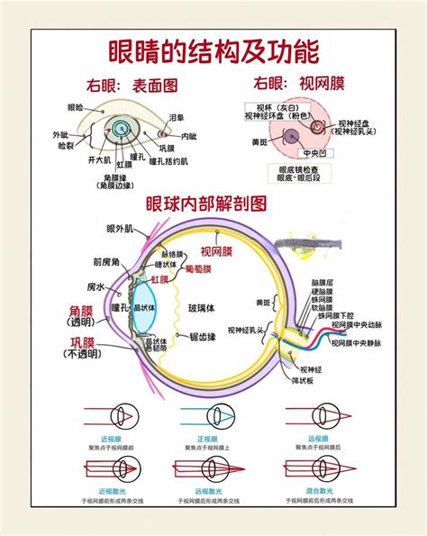 👁️视觉形成与眼睛结构详解