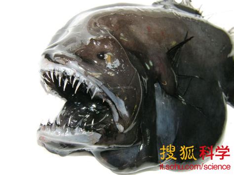 深海琵琶鱼和安康鱼 深海琵琶鱼 深海琵琶鱼图片 大山谷图库