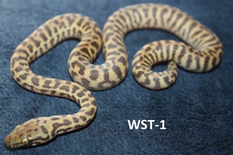 For Sale Windorah Stimson Python Paramount Pythons Facebook