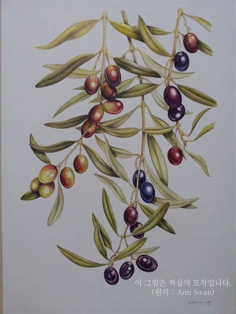 교재 No8 올리브 20121119 색연필 기법 과일 예술 그린 꽃