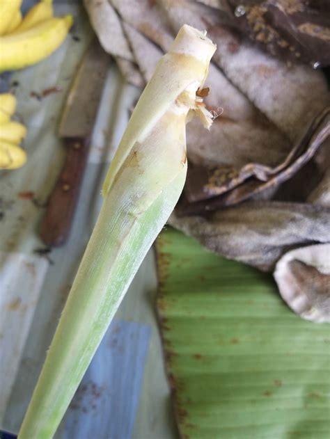 Lemongrass Planting Plot Thai Organics Farm