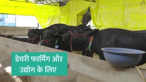 Black Murrah Buffalo 8l Milk 2nd Lactation 2440 L At Rs 113000 In Gurugram