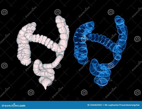 Ct Colonography 3d Rendering Stock Illustration Illustration Of Anatomy Abdominal 256462502