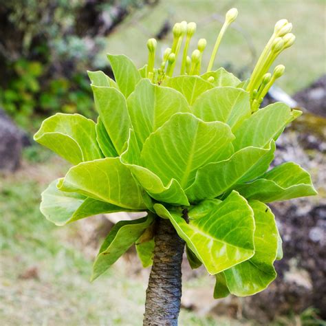 Plants That Are Going Extinct At Savannah Battles Blog