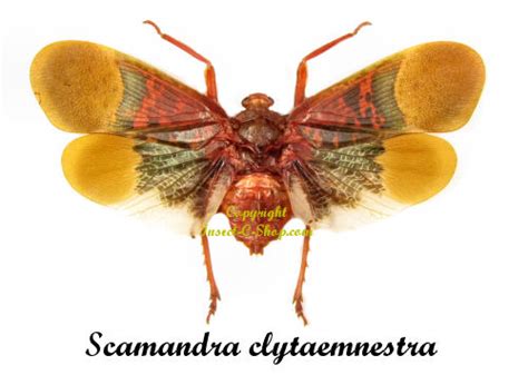 Scamandra Clytaemnestra Spread Insect Collectors Shop Collectionneur Dinsectes