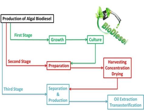 Process Flow Chart For Biodiesel Production Download Scientific Diagram