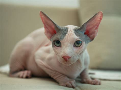 El Gato Esfinge Conoce Más Sobre Esta Raza