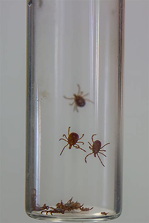Be On The Lookout For Ticks During Missouri Summer Early Fall Whiteman Air Force Base News