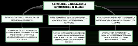 Estructura Y Diferenciación Del Mesodermo En El Desarrollo Embrionario