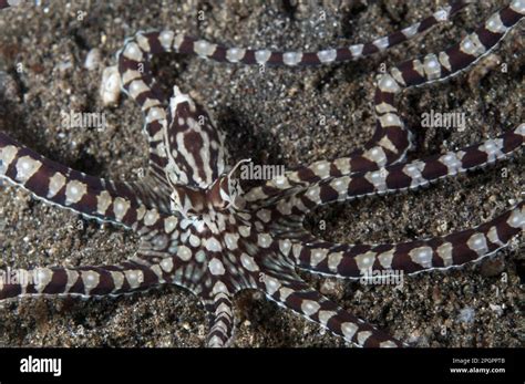 Mimic Octopus Thaumoctopus Mimicus Mimic Octopus Mimic Octopus