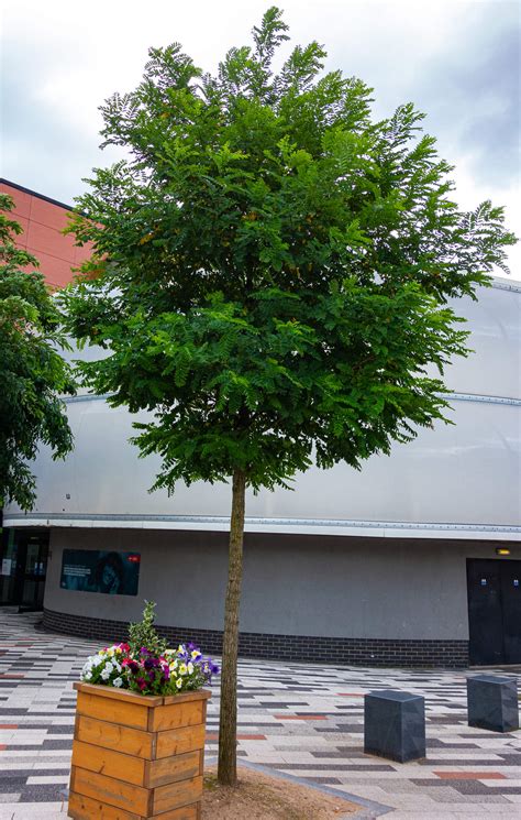 Black Locust University Of Salford