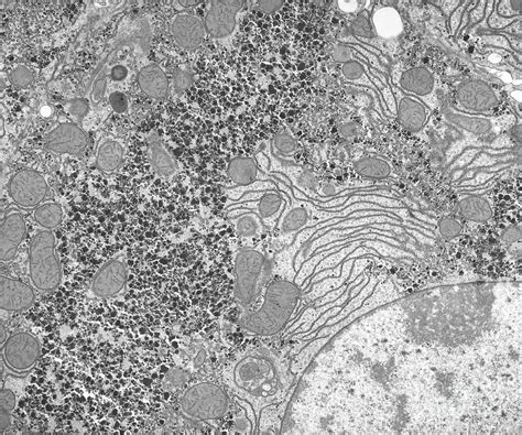 Liver Cell By Science Photo Library