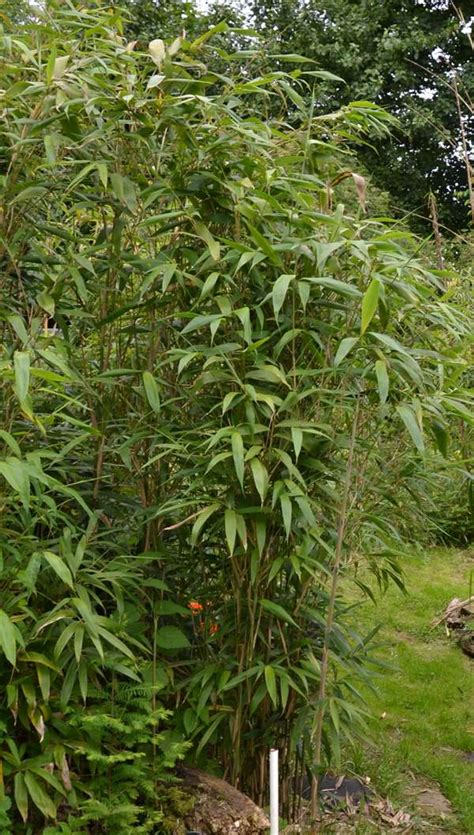 Bambus Essen Neue Produkte Pseudosasa Japonica Pseudosasa