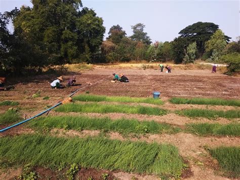 နတ်မောက်မြို့နယ် စိုက်ပျိုးရေးဦးစီးဌာနမှ စားဖိုဆောင်သီးနှံ ကြက်သွန်နီများ Gap နည်း စနစ်ဖြင့်စိုက