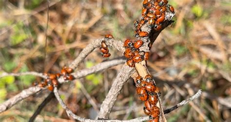 Ladybugs Form Aggregation At Paradise Lake Kathryn Reed Ladybugs Form Aggregation At Paradise Lake Kathryn Reed