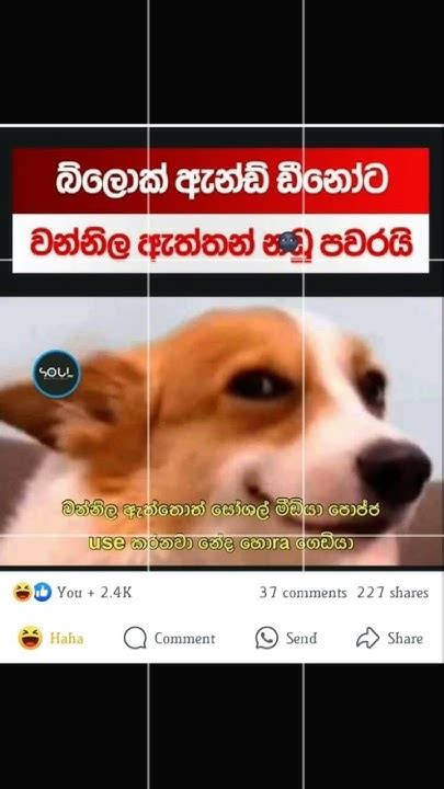 වන්නිල ඇත්තෝ හොර ගෙඩියා🤣සබ් කරන්නකෝ Youtube