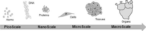 2 Nano And Microscales In Nature Download Scientific Diagram
