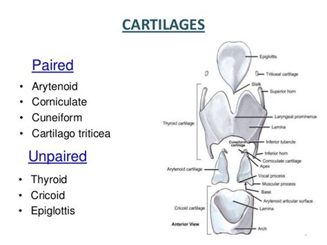 Corniculate Cartilage Dissection