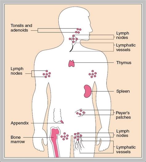 Immune System Diagram
