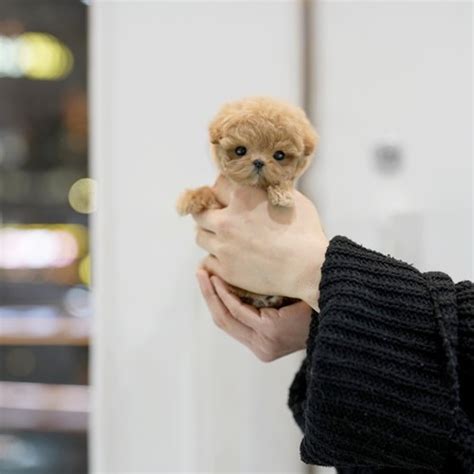 대전강아지분양 말티푸 왕자 슝이 파라다이스펫 대전강아지분양 천안강아지분양