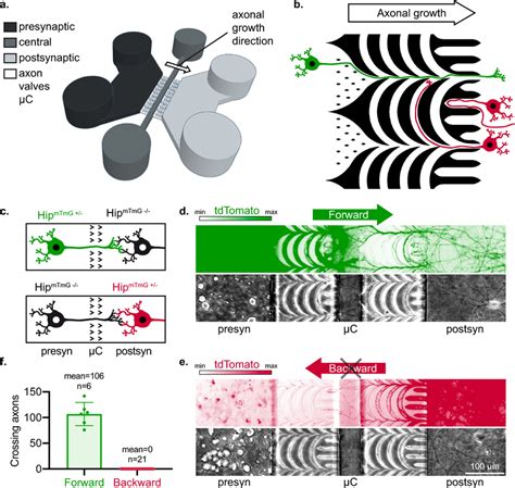 In Vitro Reconstruction Of Fully Oriented Neural Networks A Schematic