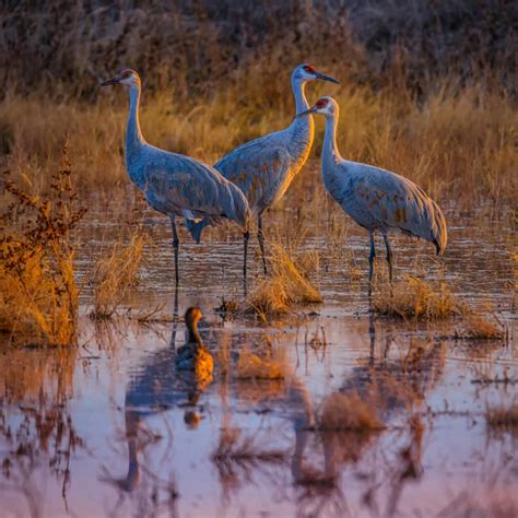 On Watch William Horton Photography