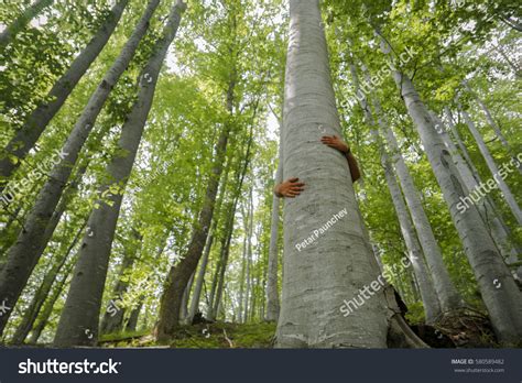 Treehugger Images Stock Photos Vectors Shutterstock