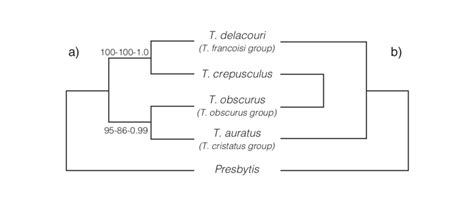 Phylogenetic Relationships Among Trachypithecus Species Groups And T Download Scientific