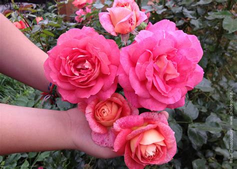 Розы наших садоводов. Фотогалерея