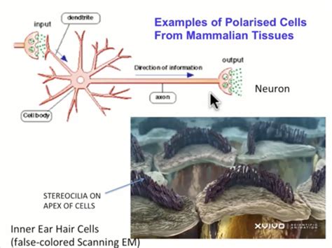Acb Lecture 5 What Is Cell Polarity Examples Of Apical Basal Aka Epithelial Polarity In