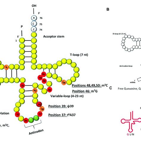Pdf Lost In Translation Defects In Transfer Rna Modifications And