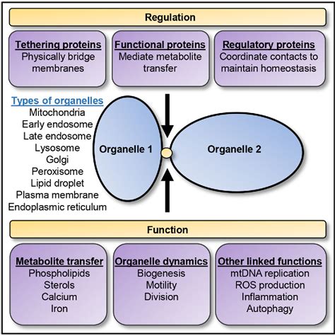 Figure 2 From Regulation And Function Of Mitochondria Lysosome Membrane