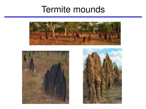 Ppt Social Insects Powerpoint Presentation Free Download Id1019367