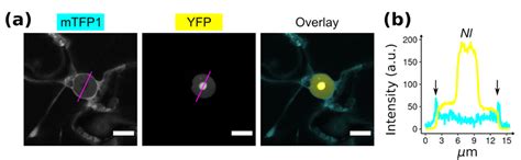 Figure S5 Fire Is Largely Excluded From The Plant Nucleus A