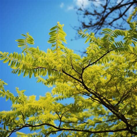 The Trees That Drip The Most Stuff Sap Rhythm Of The Home