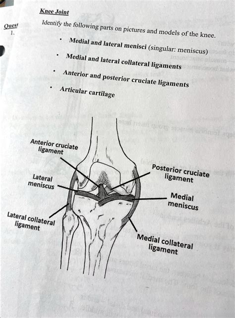 knee joint identify the following parts on pictures and models of the