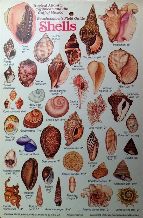 Printable Seashell Identification Chart Br