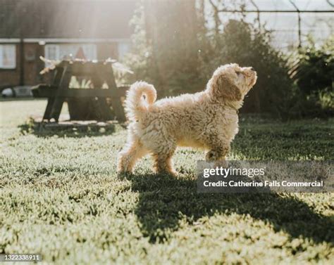 Dog Ready To Play Photos And Premium High Res Pictures Getty Images