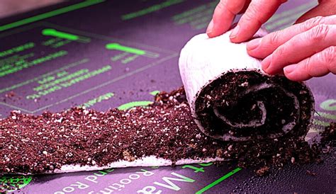 Start Your Seeds In A Snail Roll North Shore Gardening Life