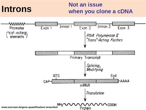 1 Gene Expression Systems In Prokaryotes And Eukaryotes