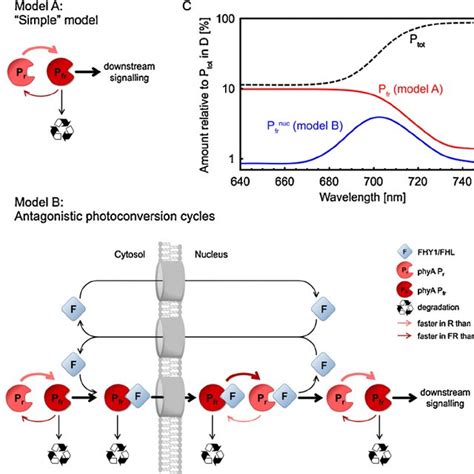 Ad Different Hypothetical Pathways For The Evolution Of Phytochromes Download Scientific