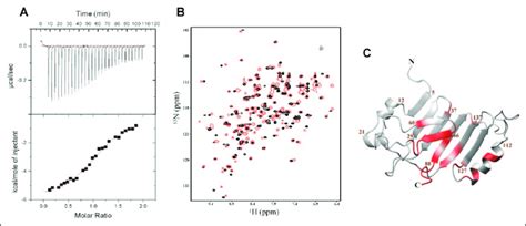 Results Of Itc Experiment Examining The Interaction Between Nup116p C Download Scientific