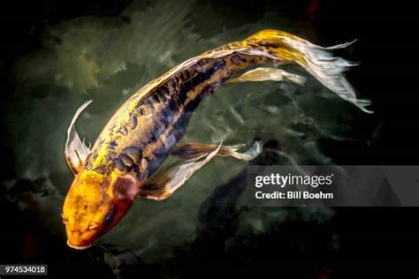 Largemouth Bass Underwater Photos And Premium High Res Pictures Getty