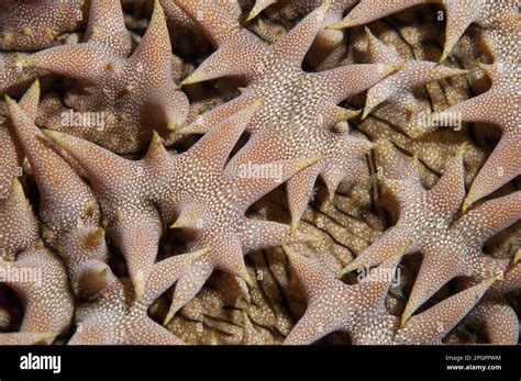 Pineapple Sea Cucumber Holothuroidea Pineapple Cucumbers Other