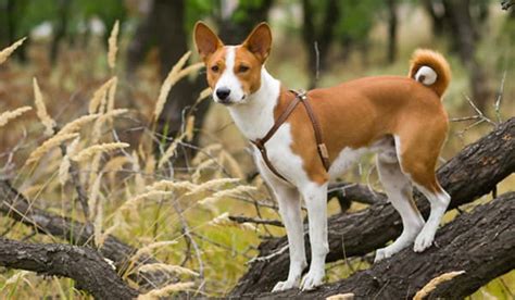 Нелающие породы собак