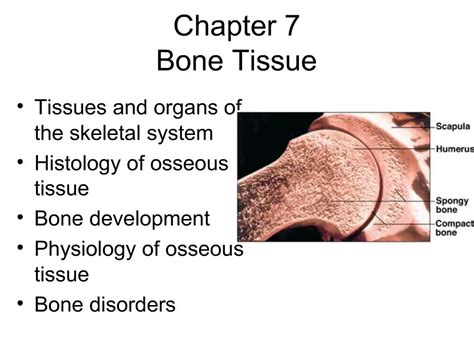 PPT Chapter 7 Bone Tissue PowerPoint Presentation Free Download ID 302575