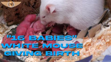 Field Mouse Giving Birth At Gemma Adcock Blog